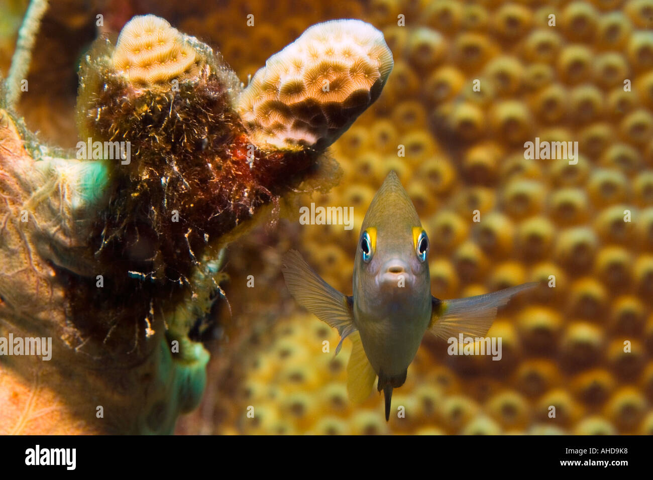 Cute damsel fish in caribbean hi-res stock photography and images - Alamy