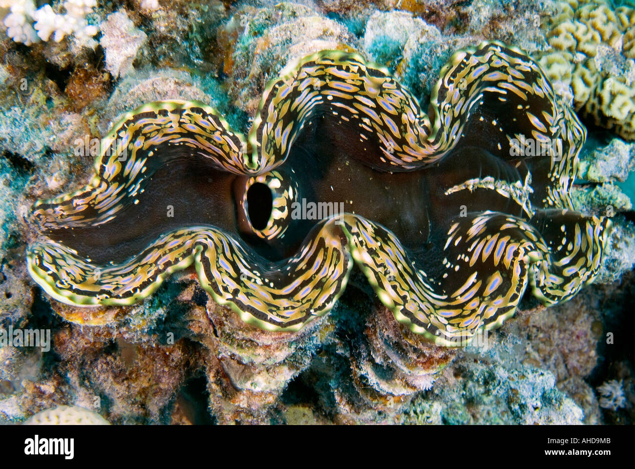 colourful open clam in the Red Sea Stock Photo - Alamy