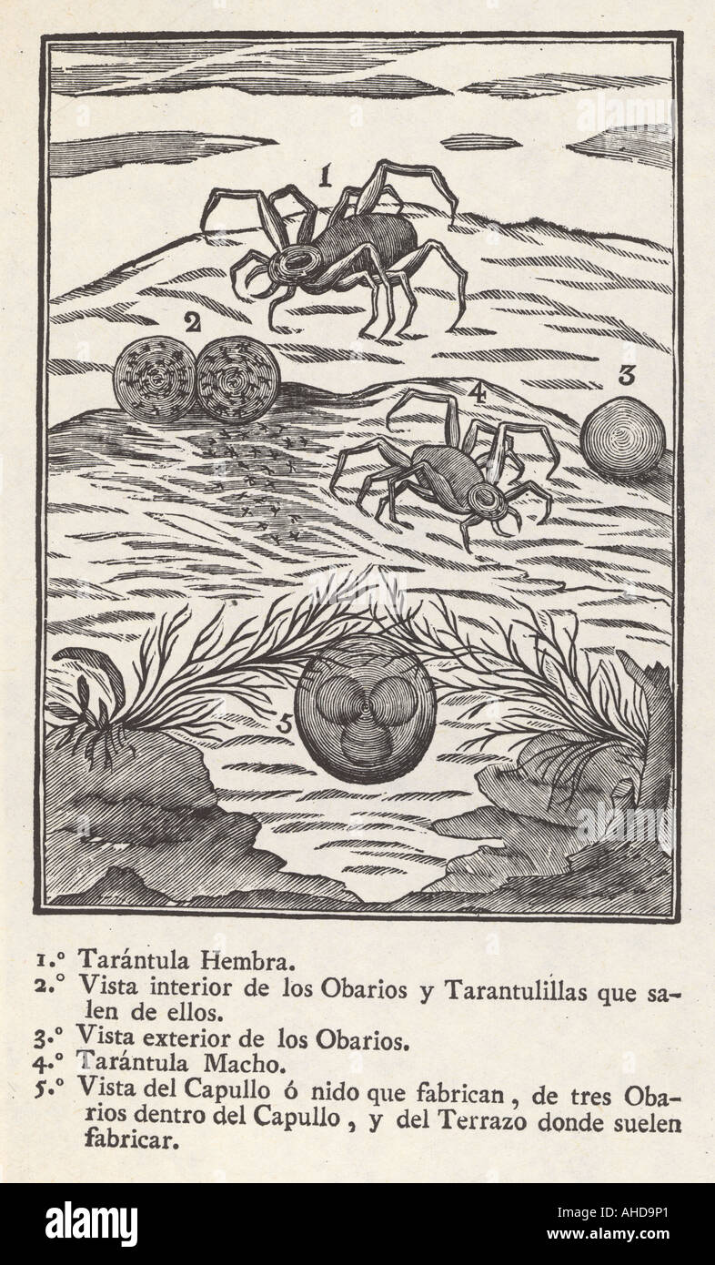 Spanish tarantulas their eggs hi-res stock photography and images - Alamy