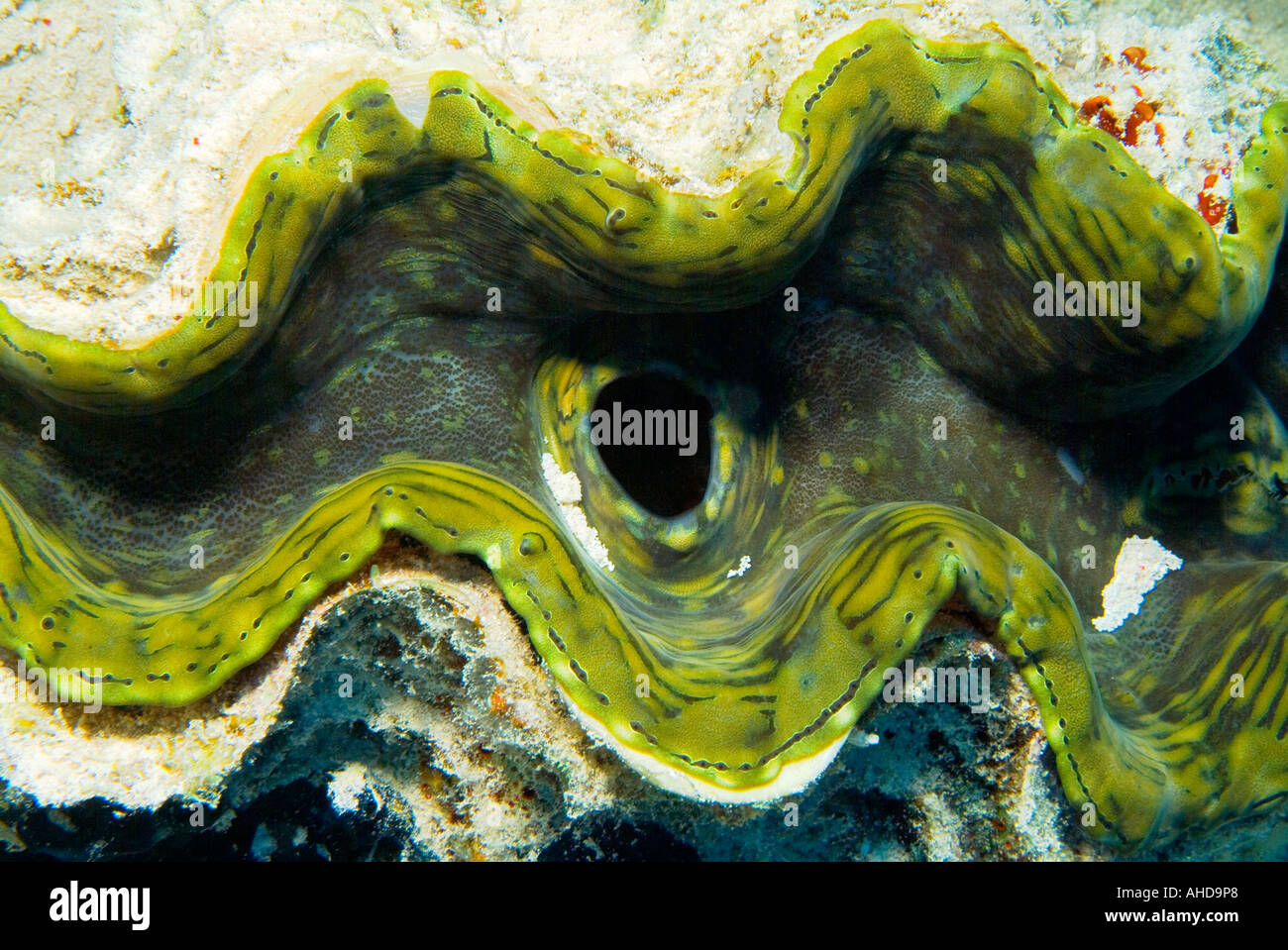 colourful clam in the Red Sea Stock Photo - Alamy