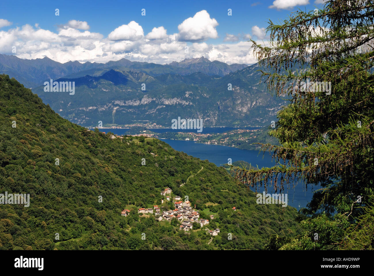 A view of Lake Como from high with pine tree in foreground Stock Photo ...