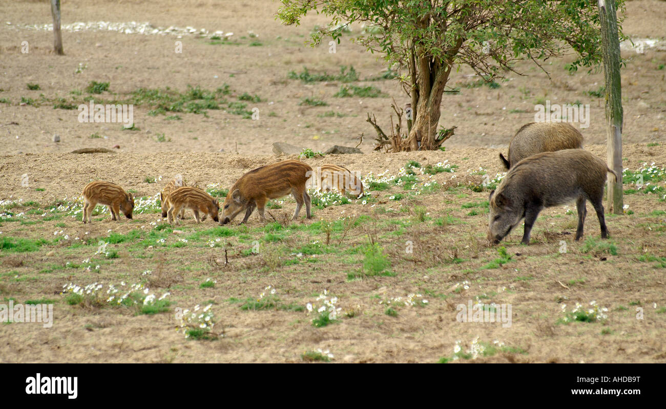 Wildschweine Frischlinge wild boar Stock Photo - Alamy