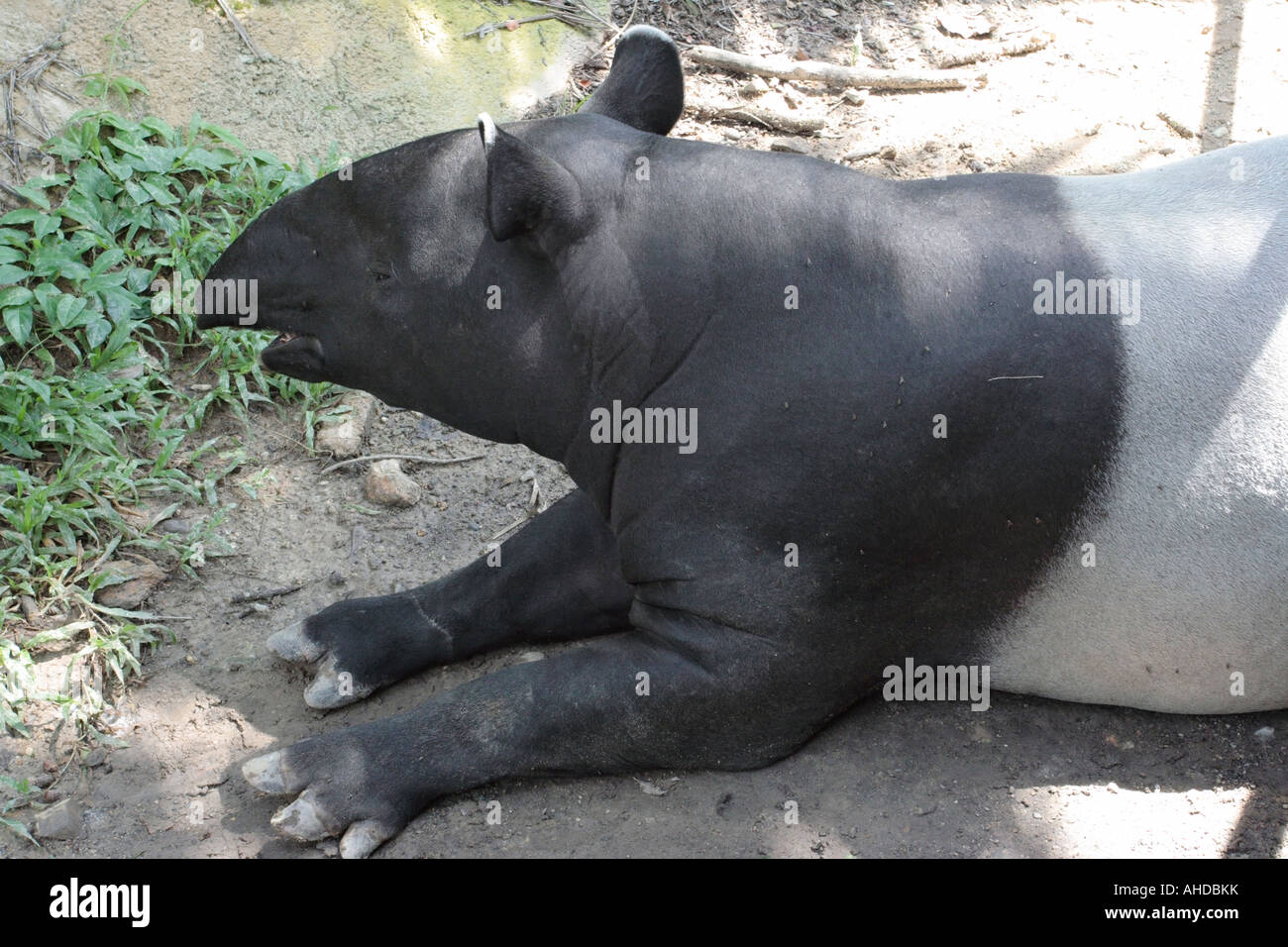 Cipan hi-res stock photography and images - Alamy