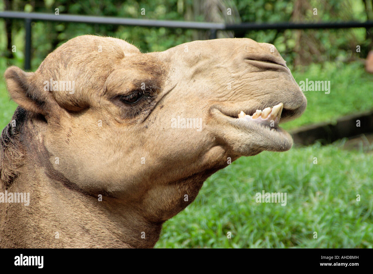 A chewing camel showing its teeth Stock Photo - Alamy
