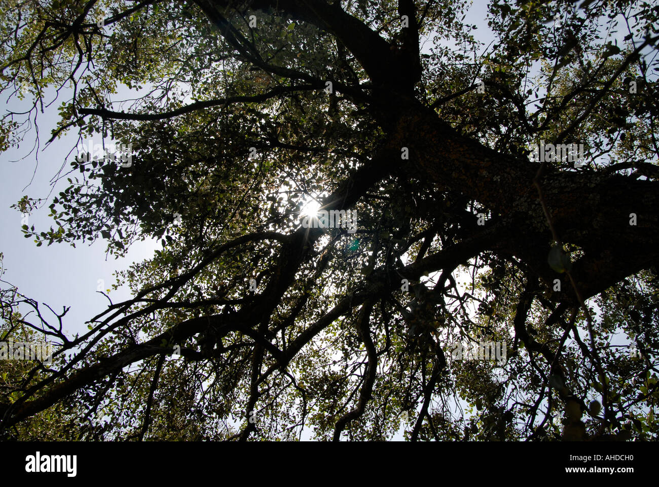 Quercus tree Encina Stock Photo - Alamy
