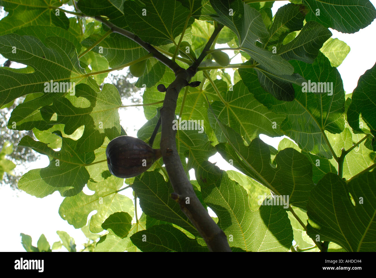 Quartered fig hi-res stock photography and images - Alamy