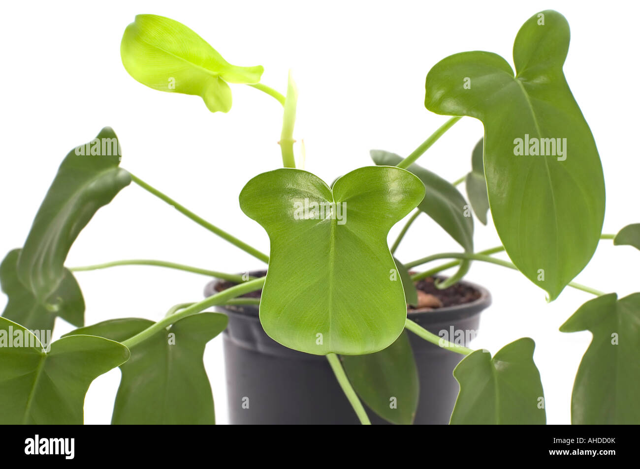 series object on white indoor green plants Stock Photo - Alamy