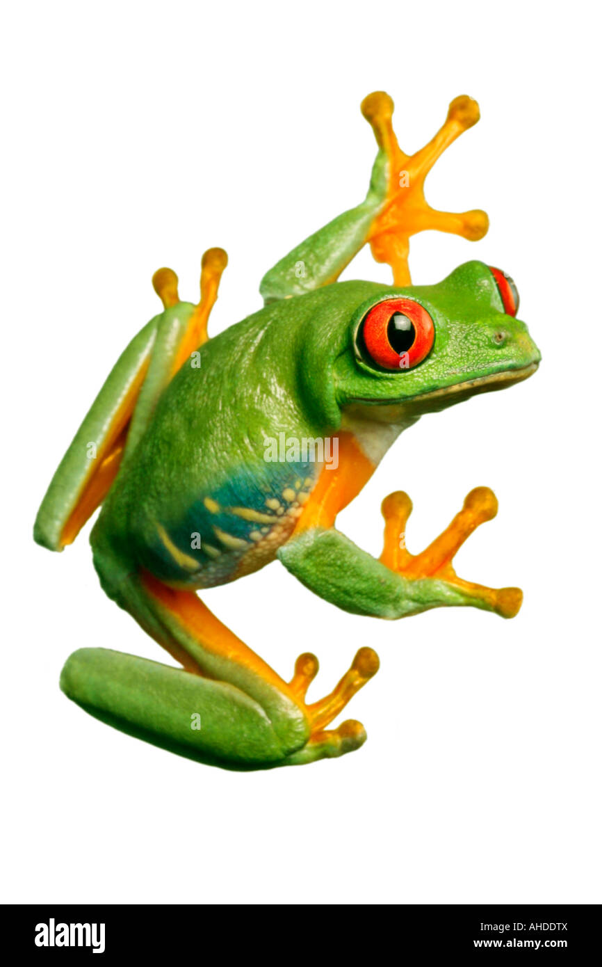 Redeyed treefrog hi-res stock photography and images - Alamy