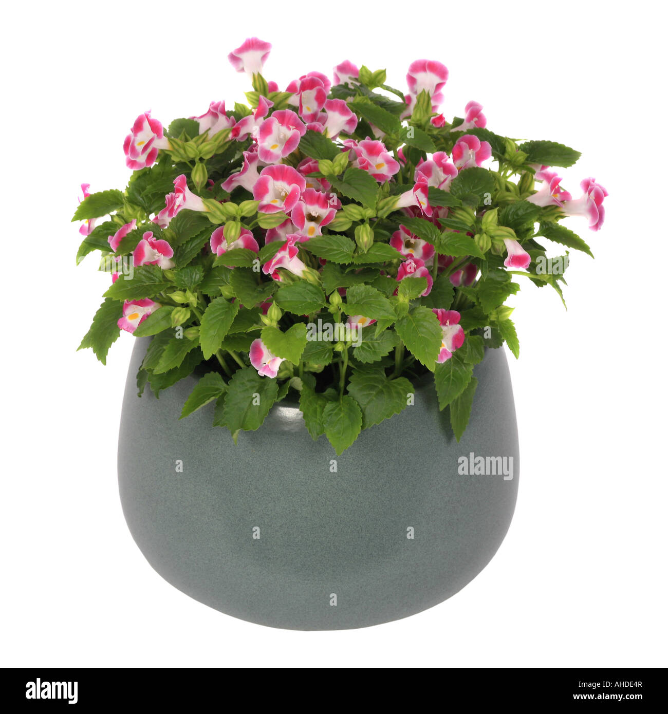 Bluewings, Wishbone Flower (Torenia fournieri 'Rose', Torenia fournieri ...