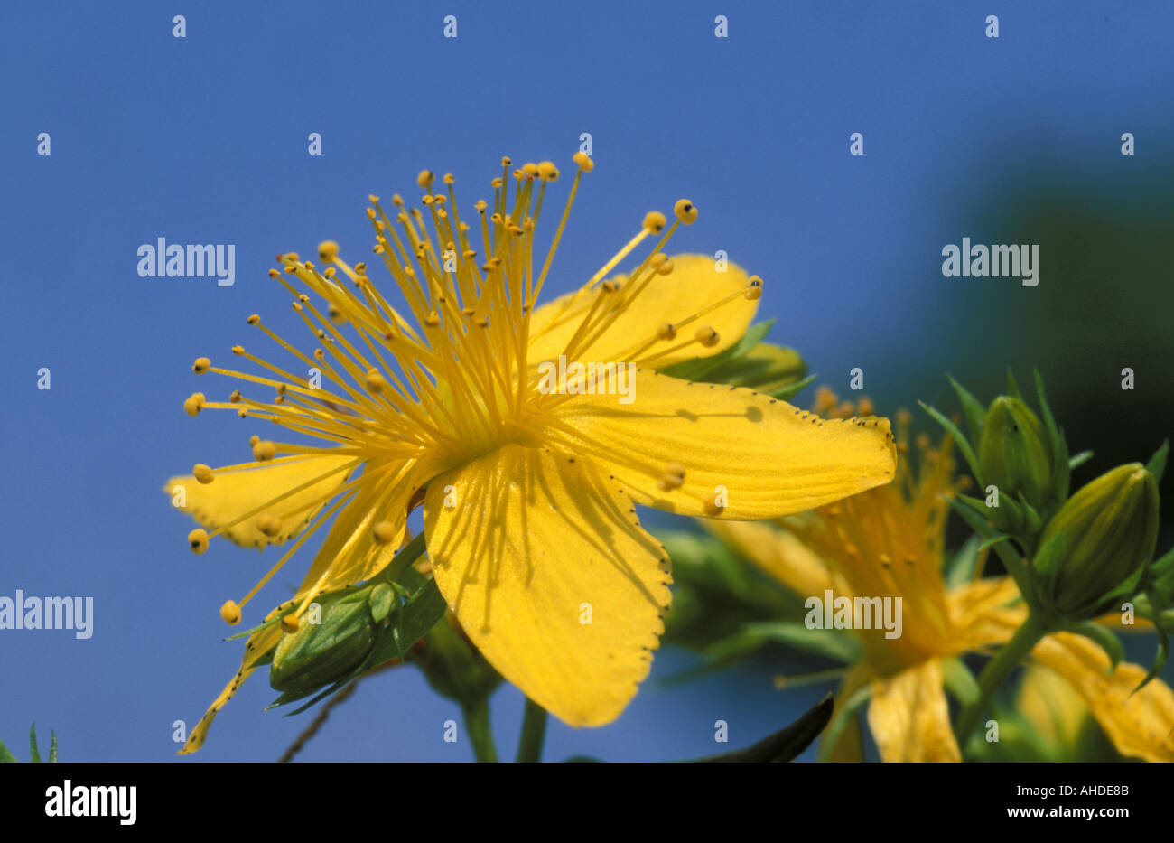 Hypericum hypericum perforatum hi-res stock photography and images - Alamy