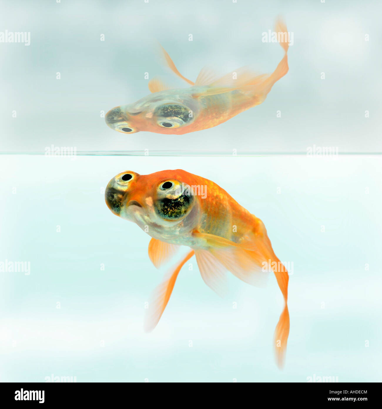 goldfish, common carp, celestial eye goldfish, Celestial, Chotegan ...