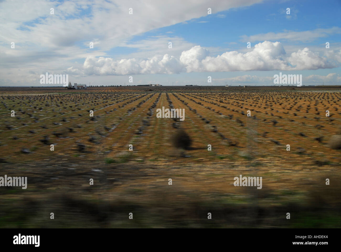 Vineyard. Landscape in movement. (from the window Stock Photo - Alamy