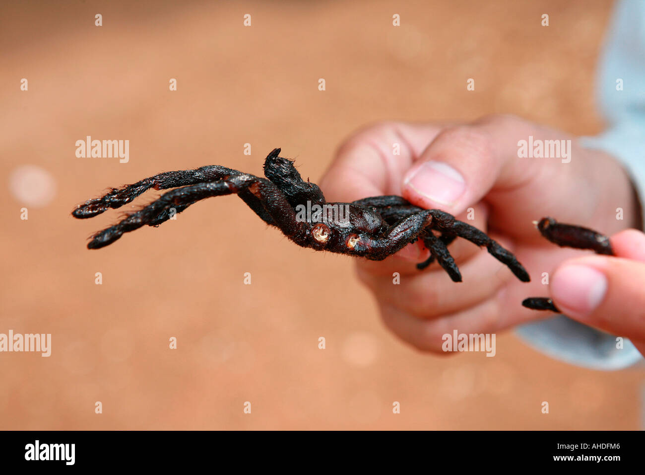 Spider snack at Skuon, (Spiderville), on NH6 Highway between Phnom Penh ...
