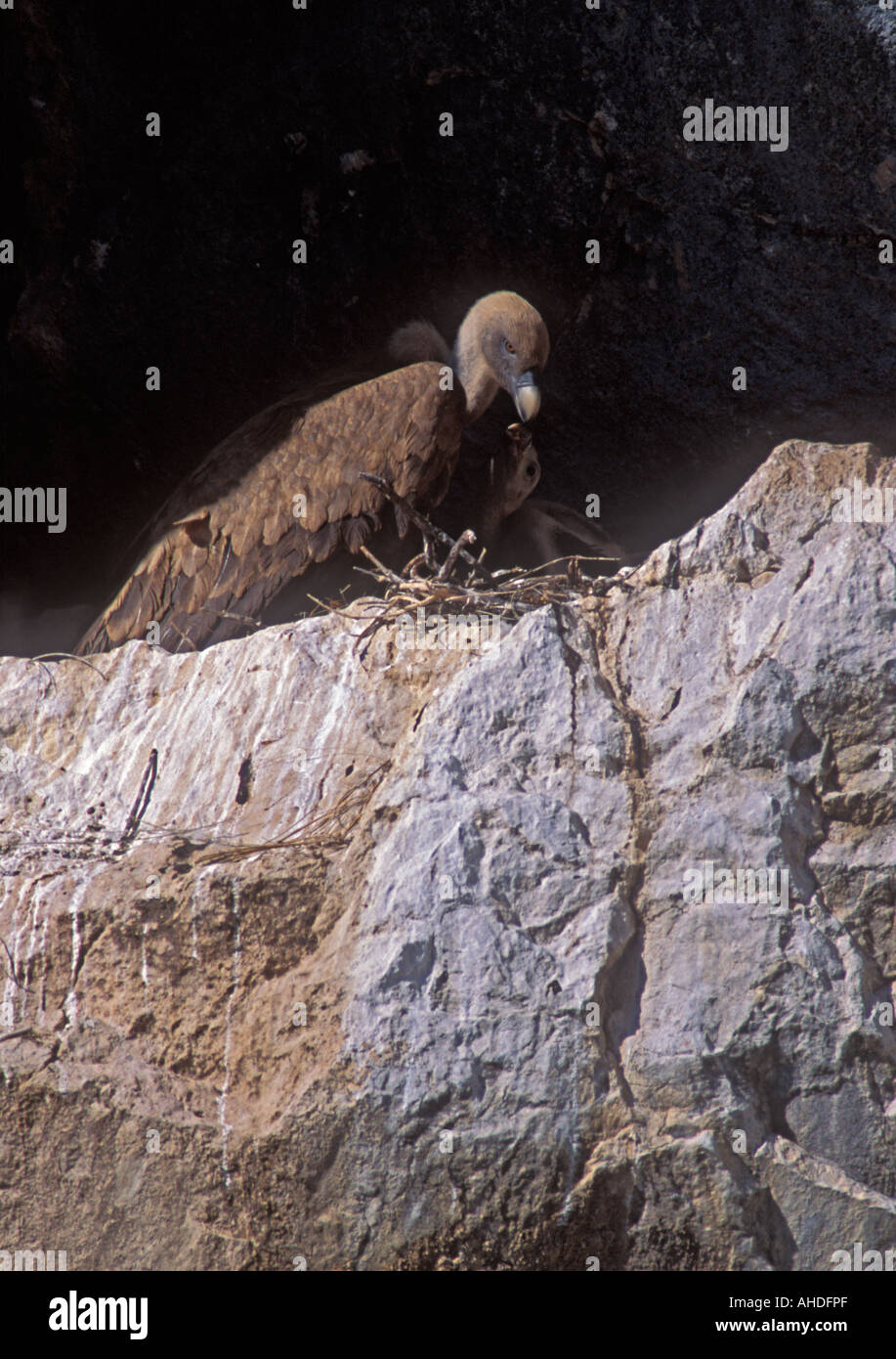 Griffon Vulture feeding chick in nest Stock Photo - Alamy
