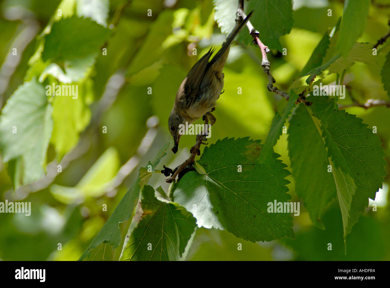 Passerine feeding on fruiting tree Stock Photo - Alamy
