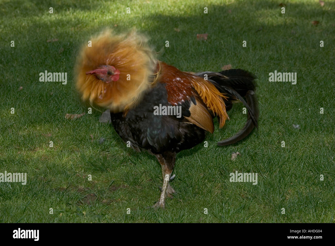 Jungle fowl head hi-res stock photography and images - Alamy