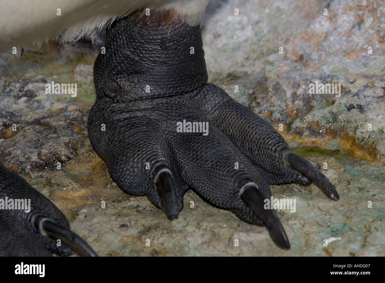 Foot of King penguin Aptenodytes patagonicus Birdland Bourton on the ...