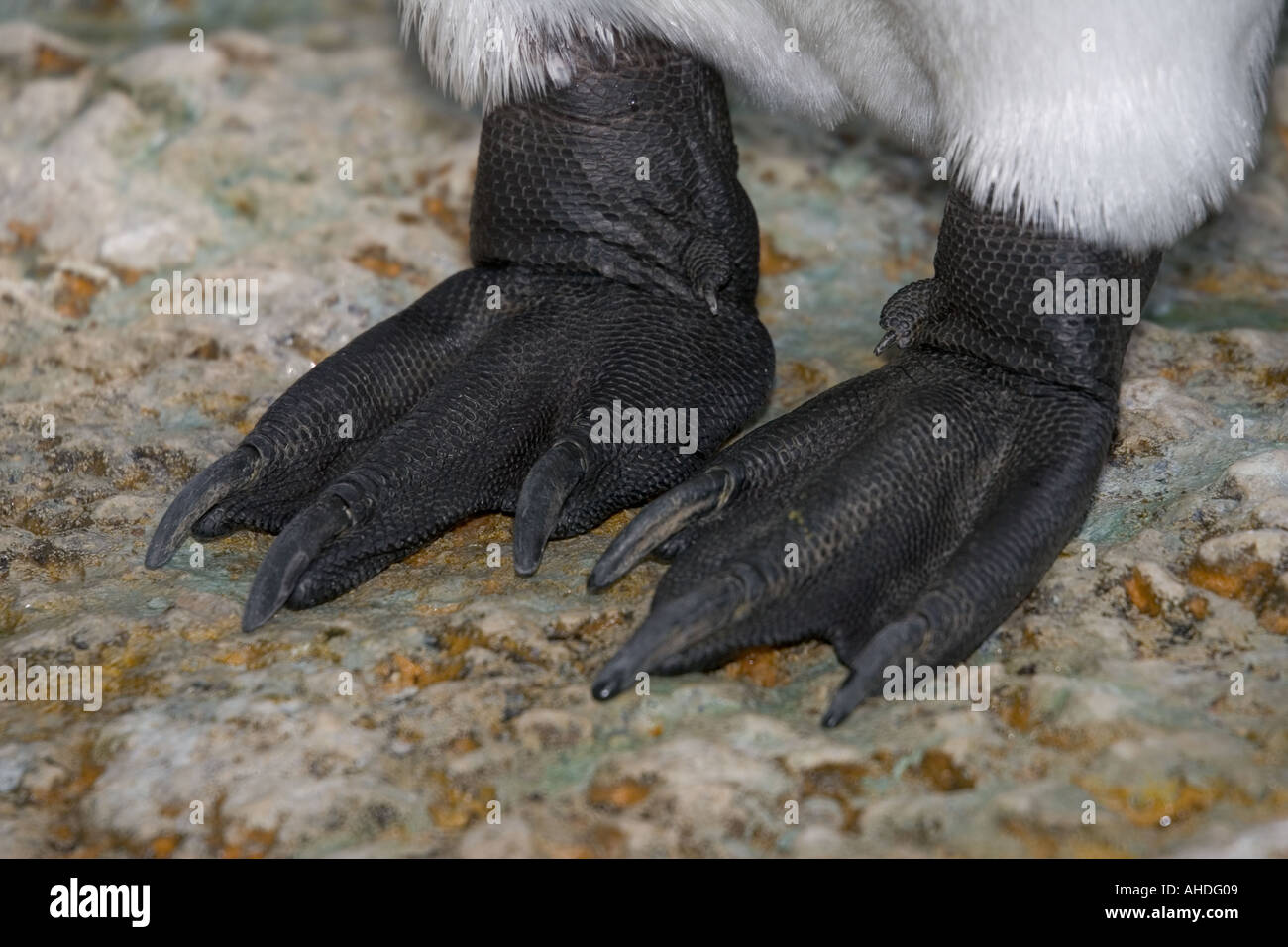 Penguin feet black hi-res stock photography and images - Alamy