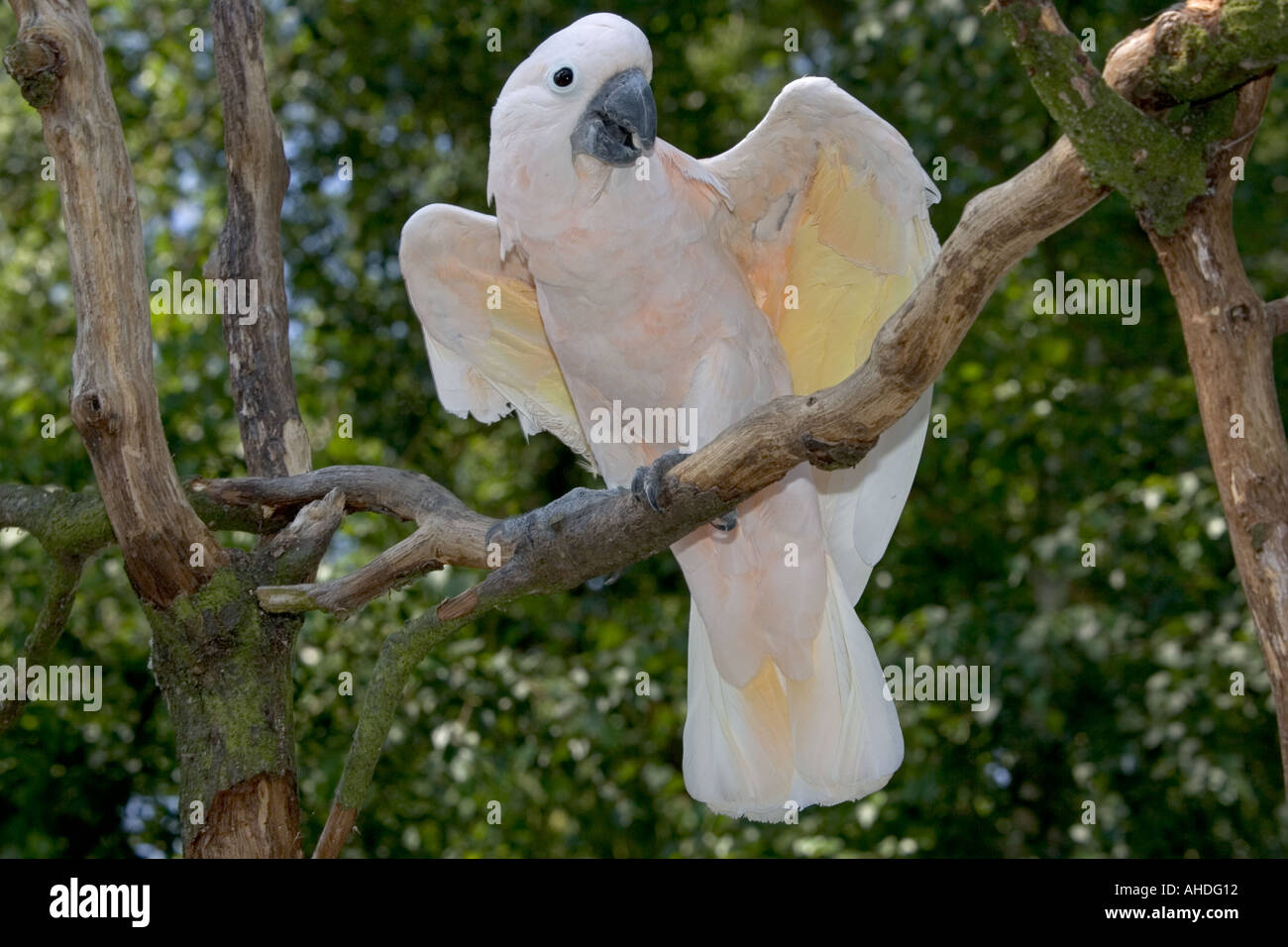 Moluccan cockatoo talking Cacatua moluccensis Birdland Bourton on the ...