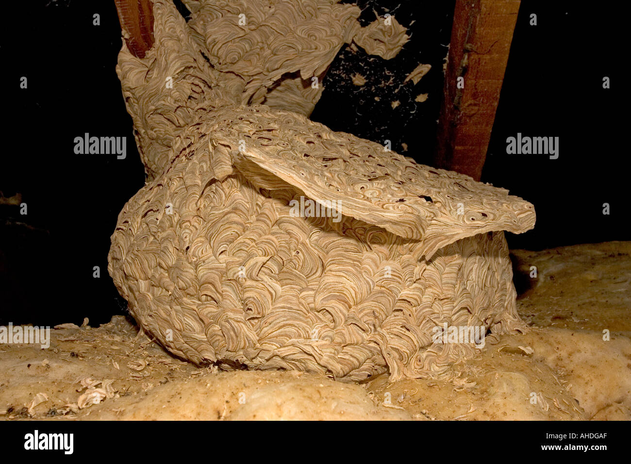 Large wasp nest of Vespula vulgaris in roof space Cotswolds UK Stock ...
