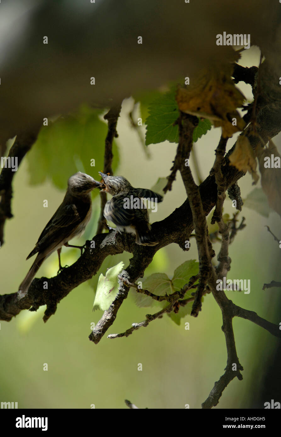 Adult Passerine feeding chick a wasp on branch Stock Photo - Alamy