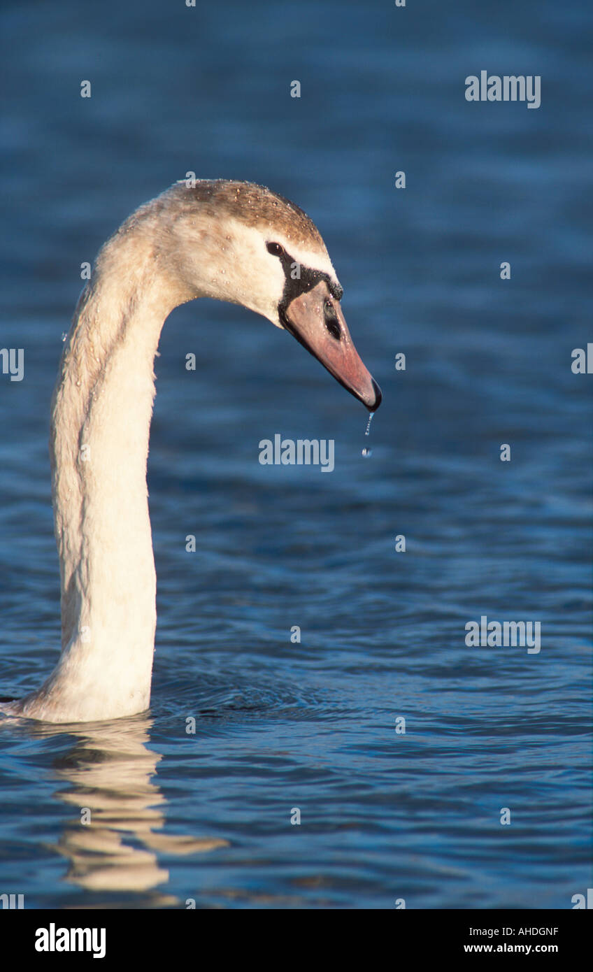 Head and neck of young swan Stock Photo - Alamy
