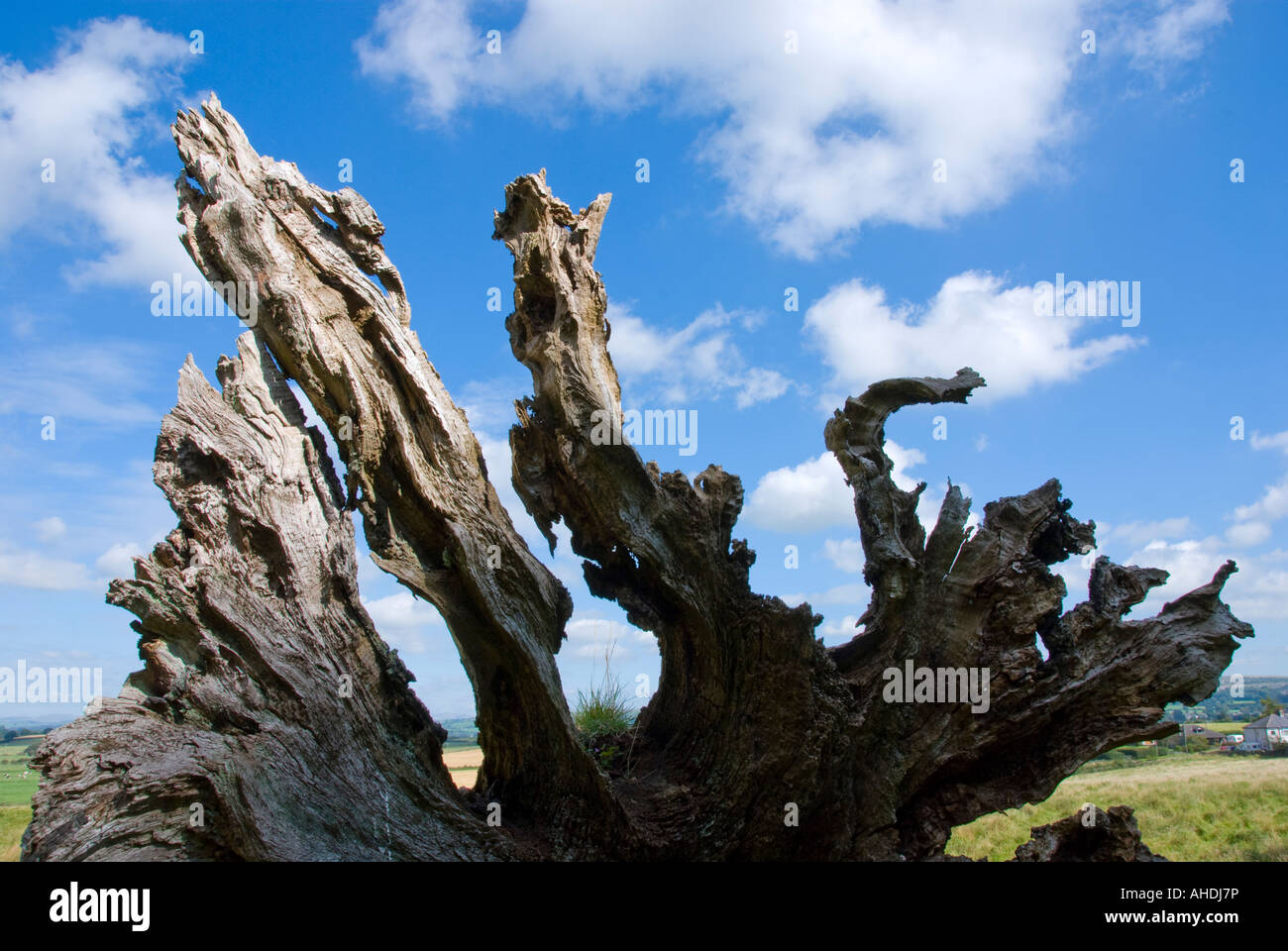 fallen tree roots Stock Photo - Alamy