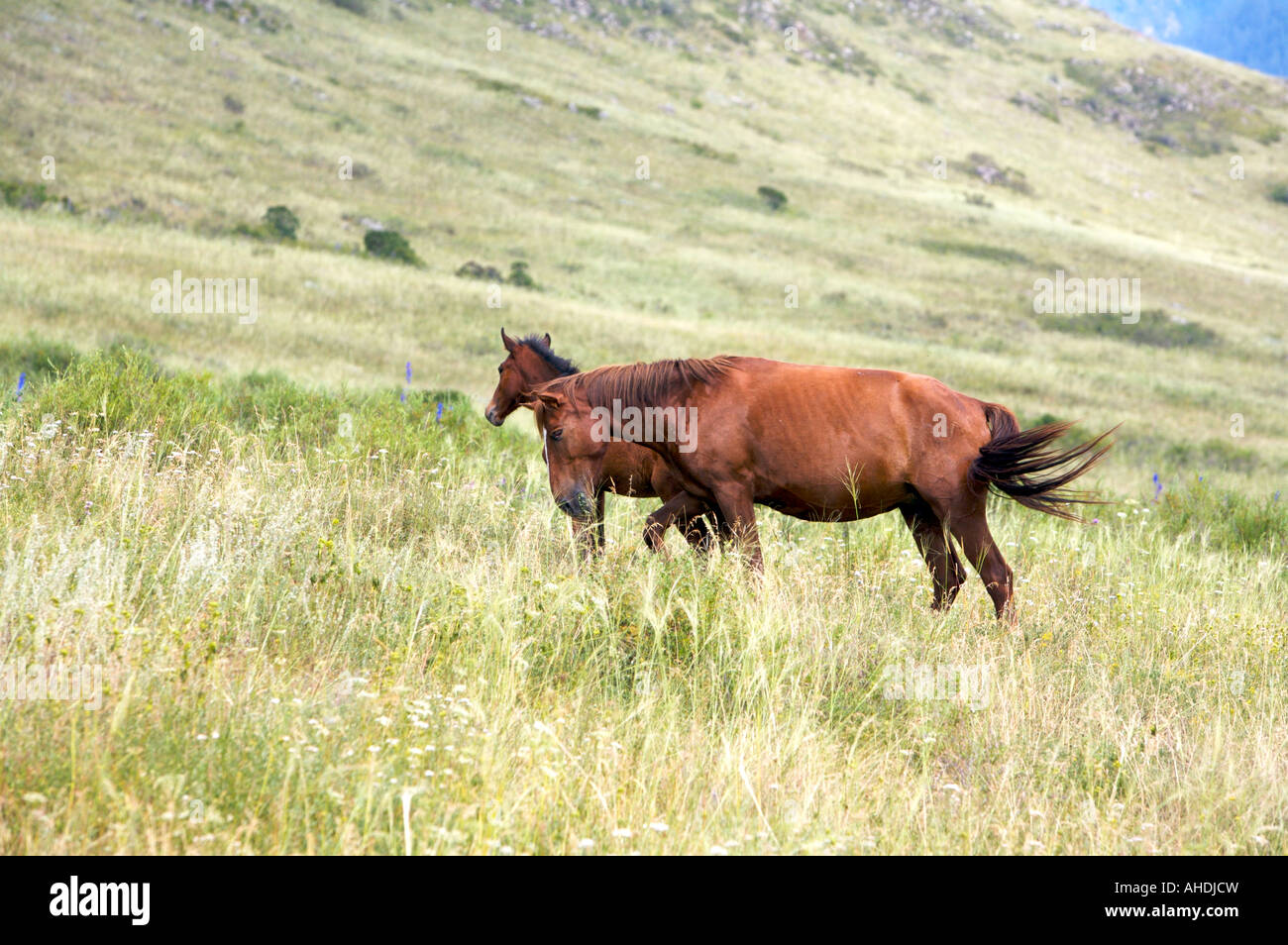 Wild Horses Altai Russia Stock Photo - Alamy