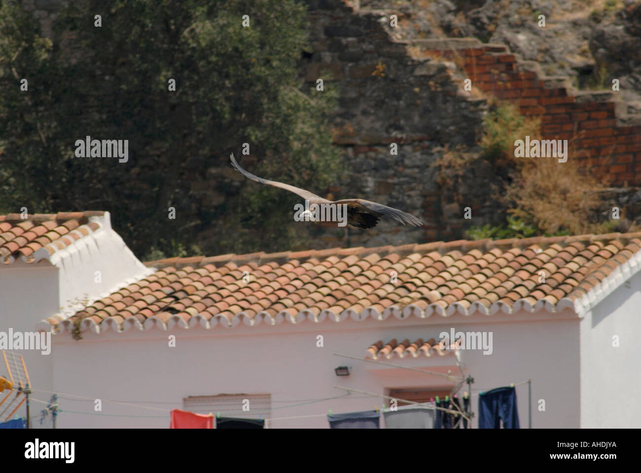 Bird flying above rooftops historical hi-res stock photography and ...