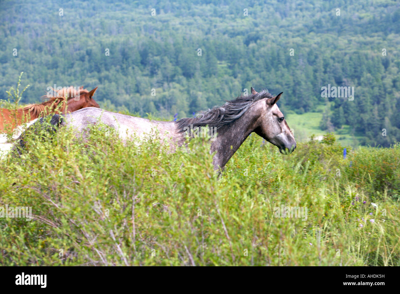 Wild Horses Altai Russia Stock Photo - Alamy