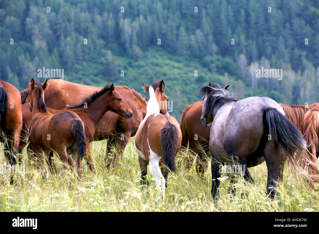 Wild Horses Altai Russia Stock Photo - Alamy