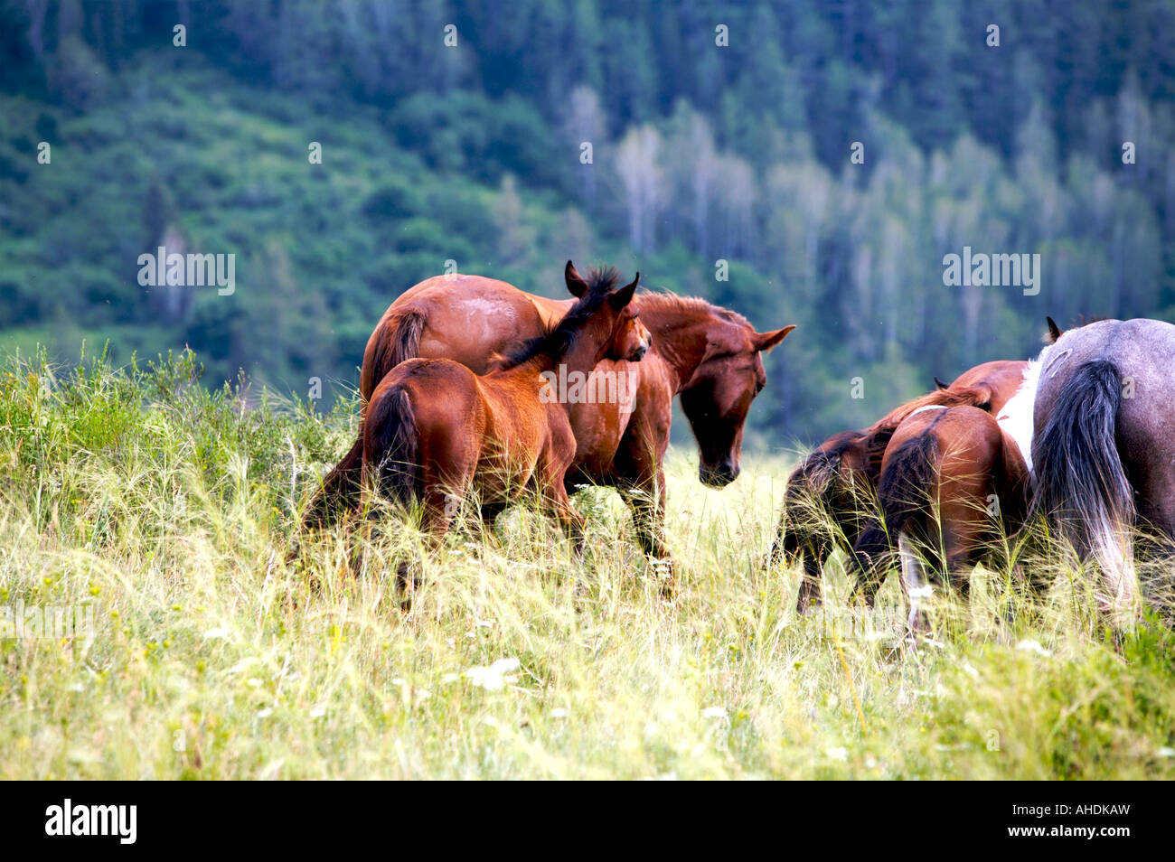 Wild Horses Altai Russia Stock Photo - Alamy