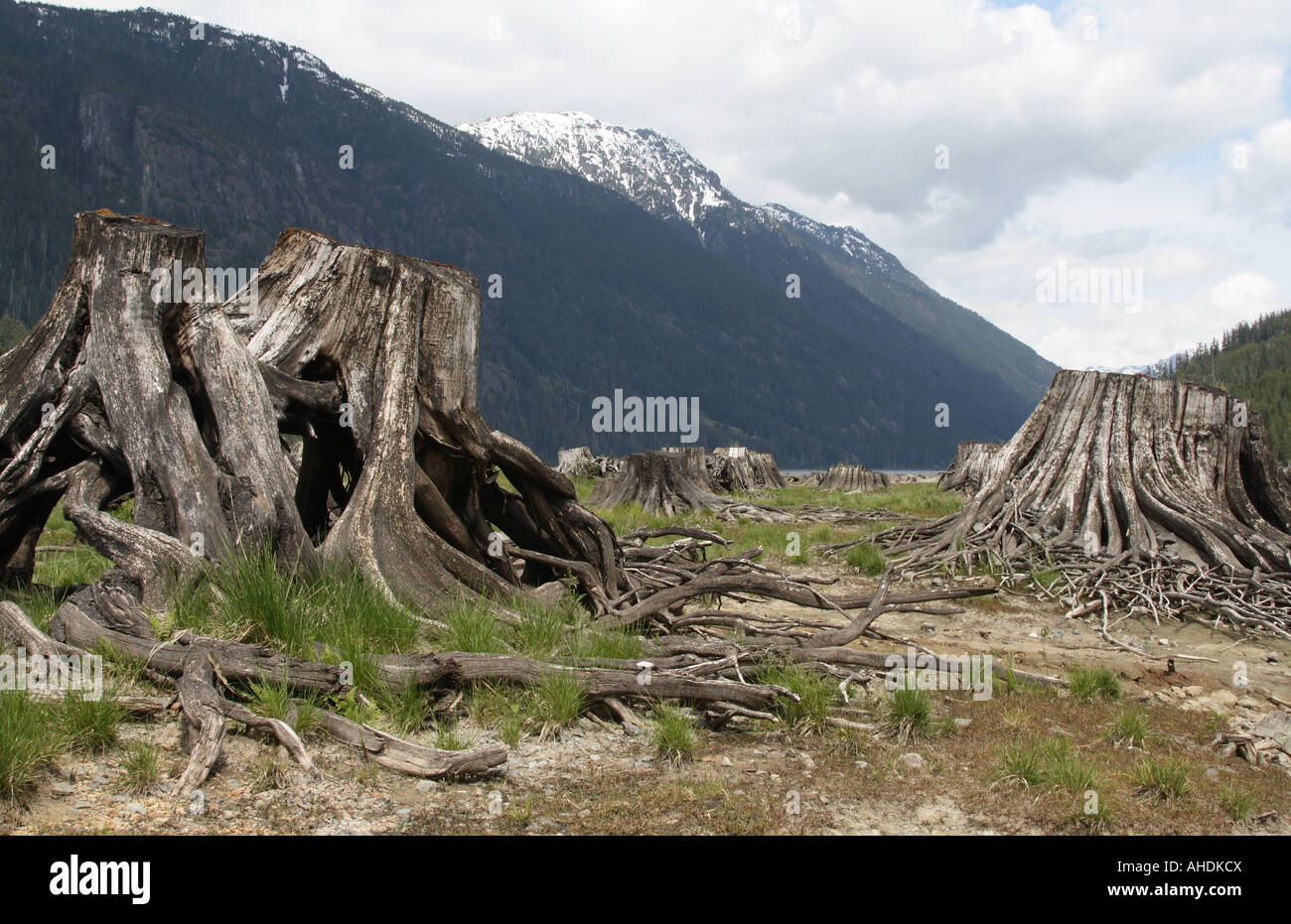 Strange gnarled tree hi-res stock photography and images - Alamy