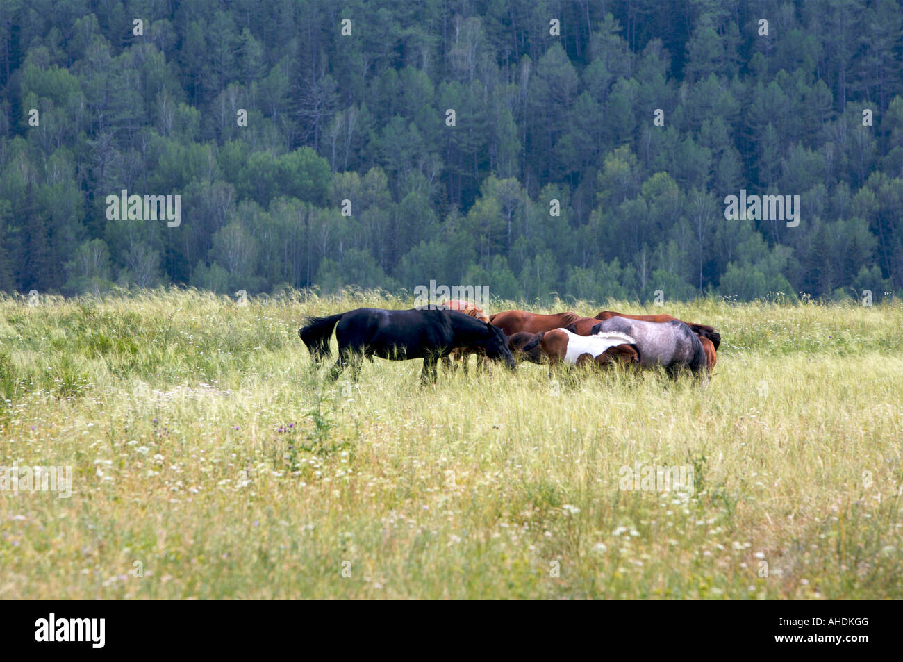 Wild Horses Altai Russia Stock Photo - Alamy
