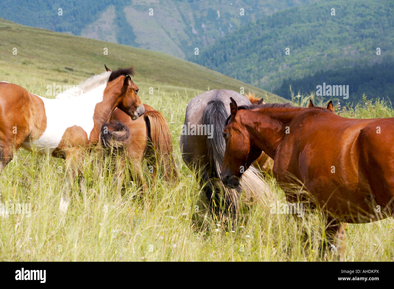 Wild Horses Altai Russia Stock Photo - Alamy