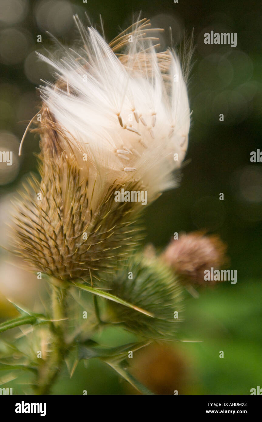 Seed releases hi-res stock photography and images - Alamy