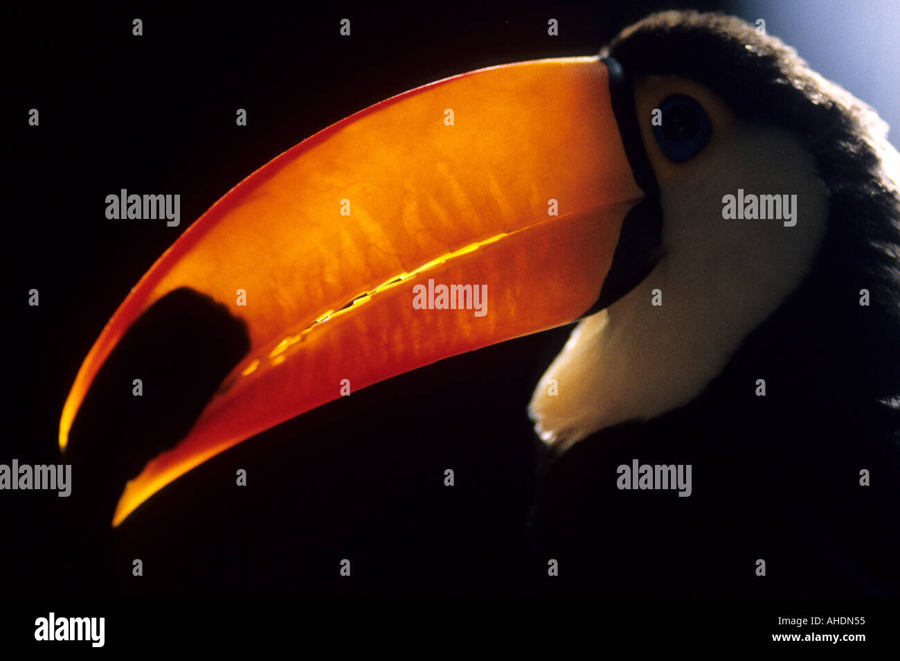 Great toucan hi-res stock photography and images - Alamy