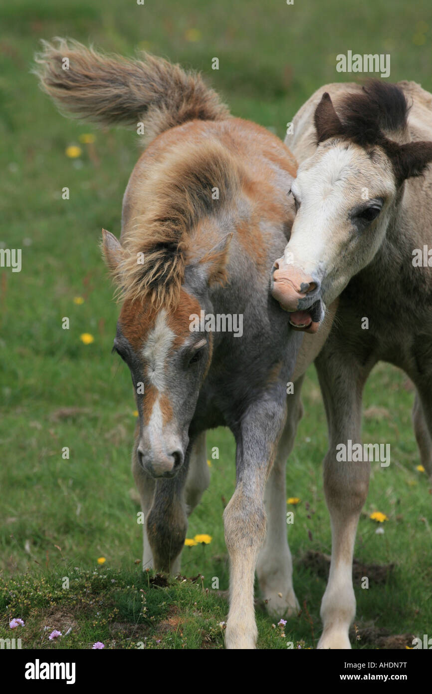 Two horse foals playing Stock Photo - Alamy