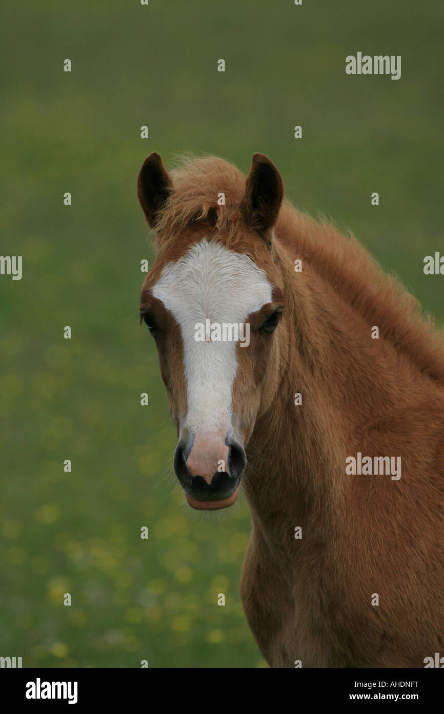 Young foal head portrait Stock Photo - Alamy