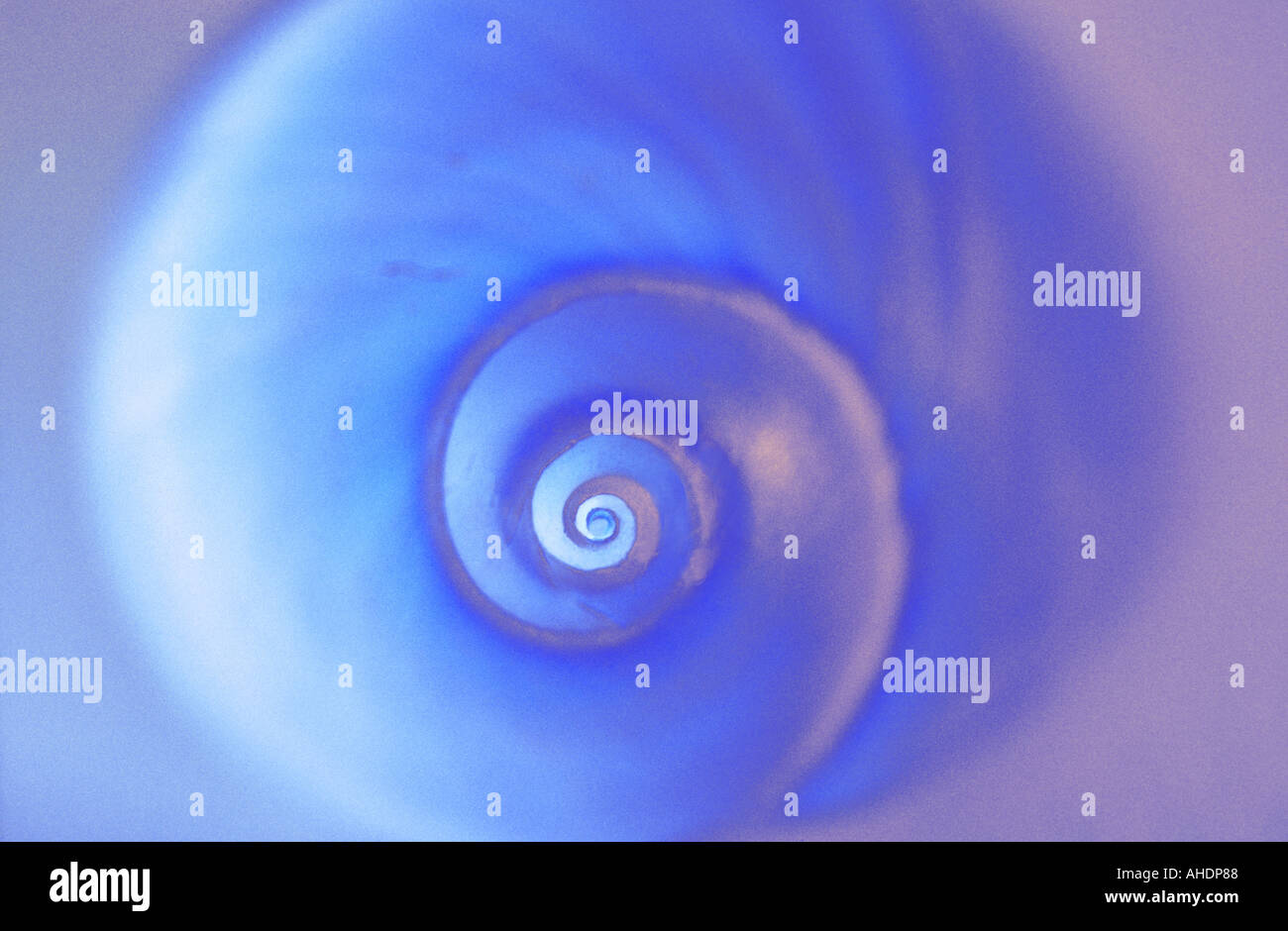 Symmetrical Shell Stock Photos & Symmetrical Shell Stock Images - Alamy