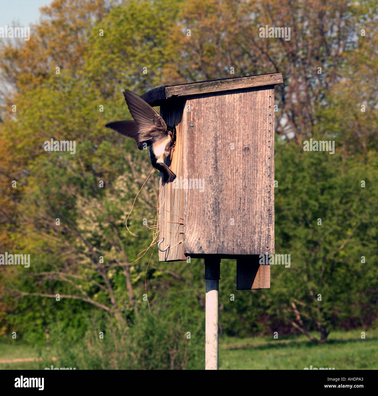 A bird at a birdhouse Stock Photo - Alamy