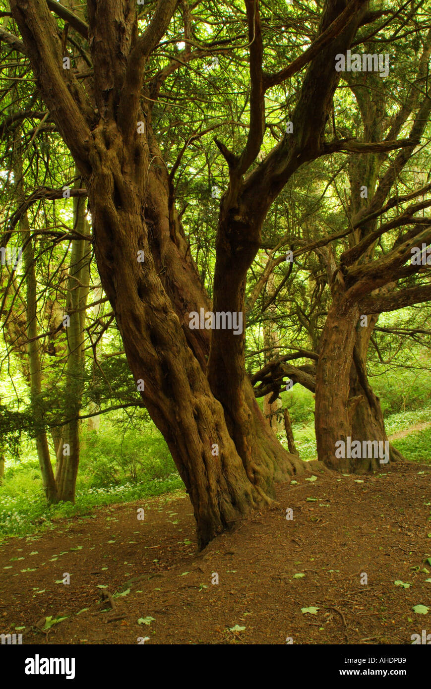 Yew trees spooky hi-res stock photography and images - Alamy