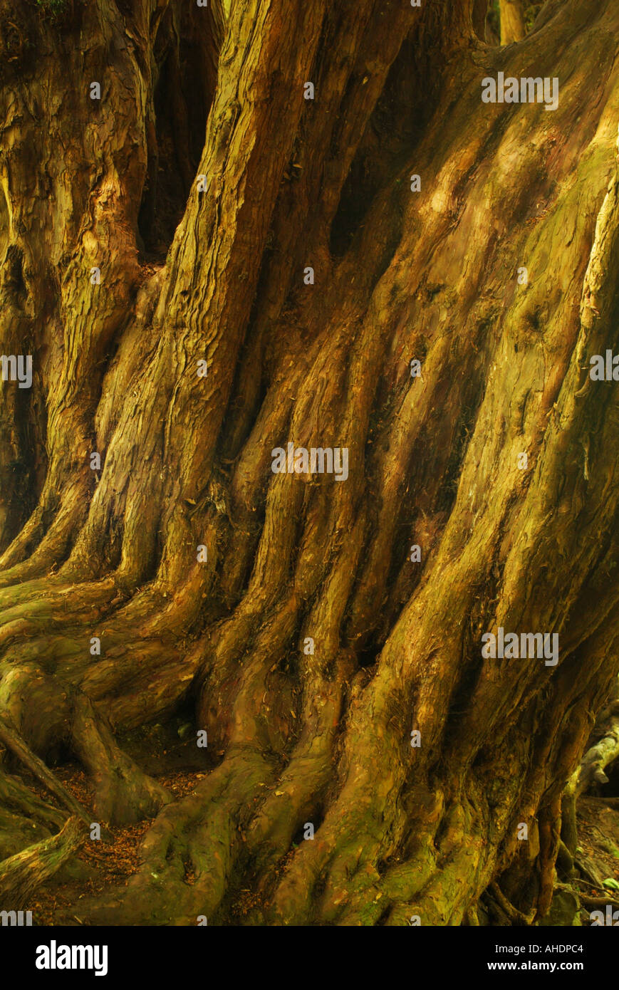 Ancient yew wood hi-res stock photography and images - Alamy