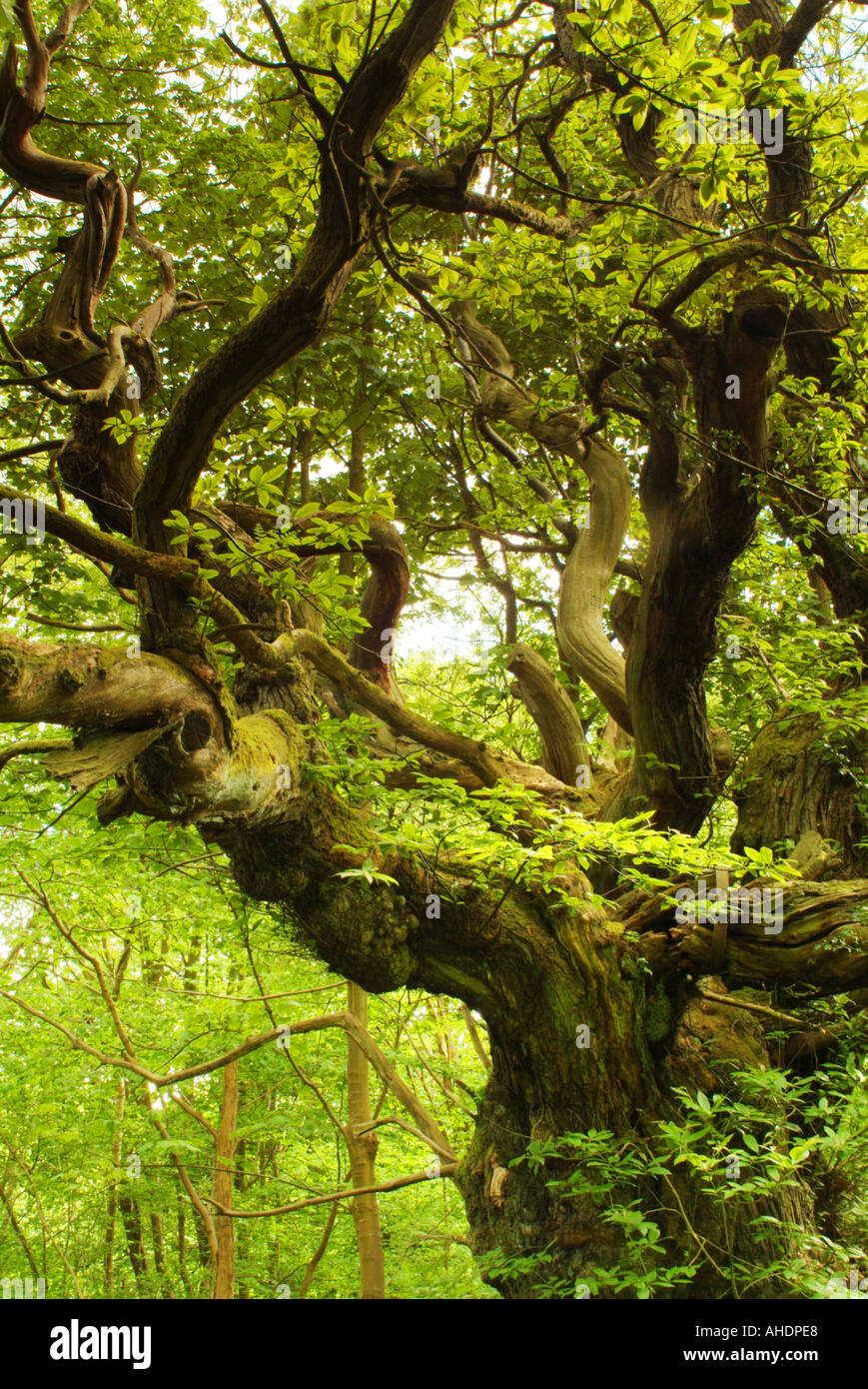 Ancient sweet chestnut tree hi-res stock photography and images - Alamy