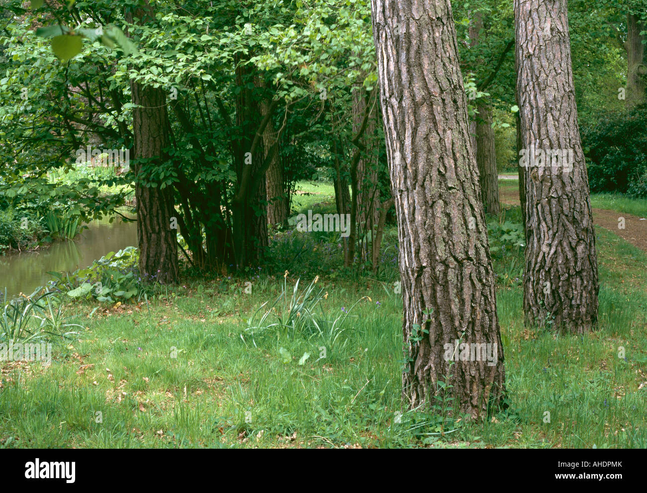 Hazel bank hi-res stock photography and images - Alamy