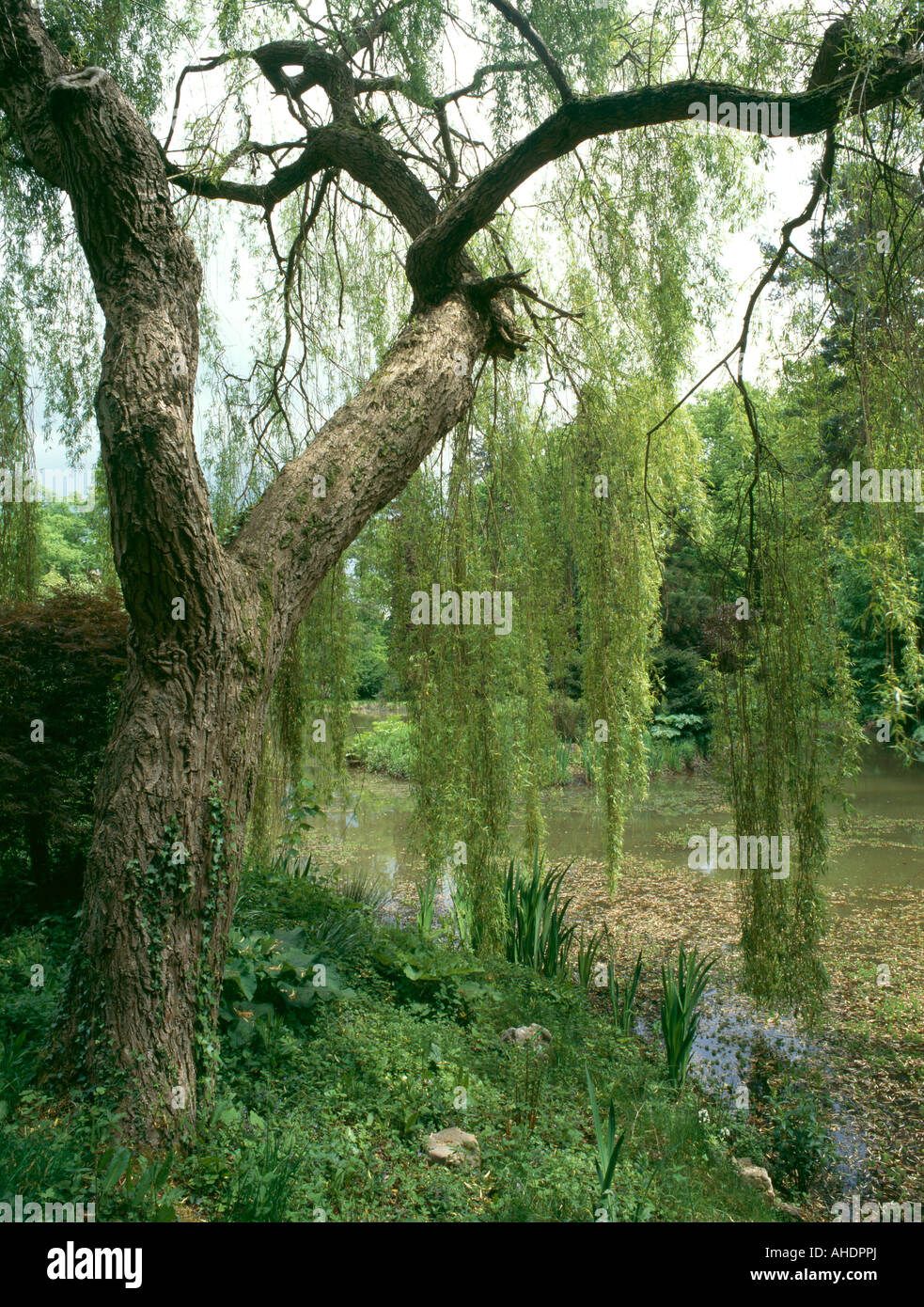 Weeping willow tree on the banks of a country lake Stock Photo - Alamy