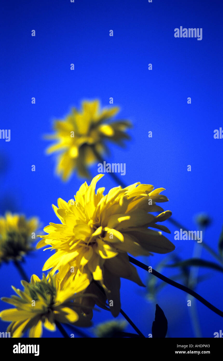 Double perennial Rudbeckia flowers Stock Photo - Alamy