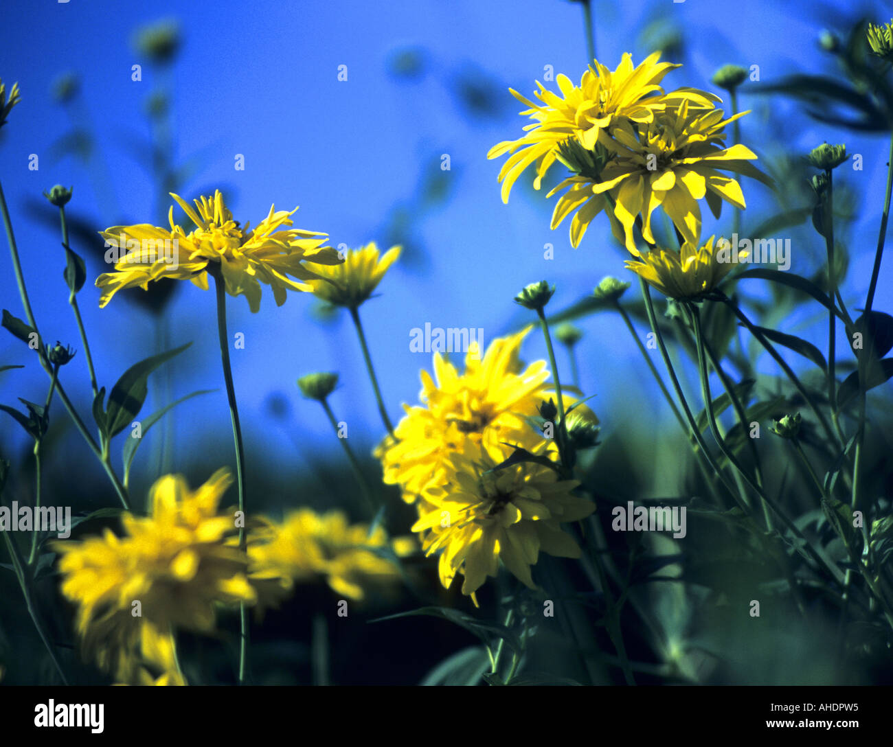 Rudbeckia perennial hi-res stock photography and images - Alamy