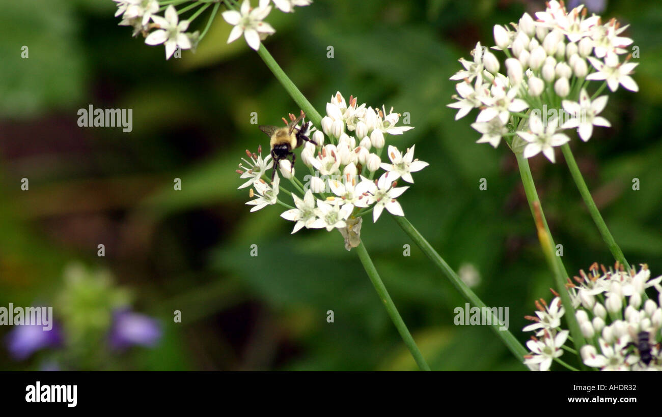 A honey bee gathering pollen Stock Photo - Alamy