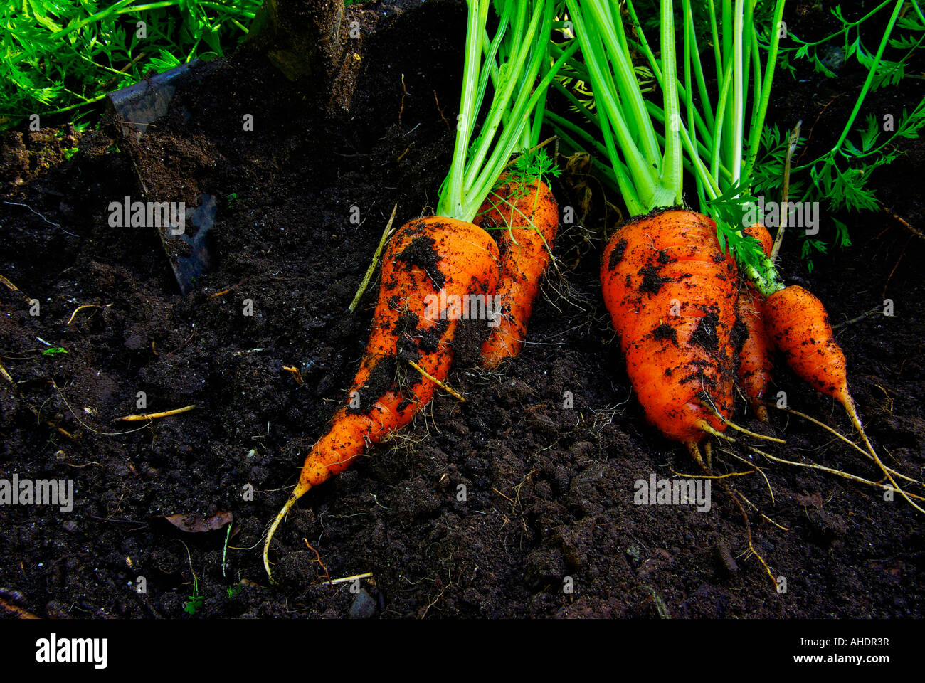 Grown in bc hi-res stock photography and images - Alamy